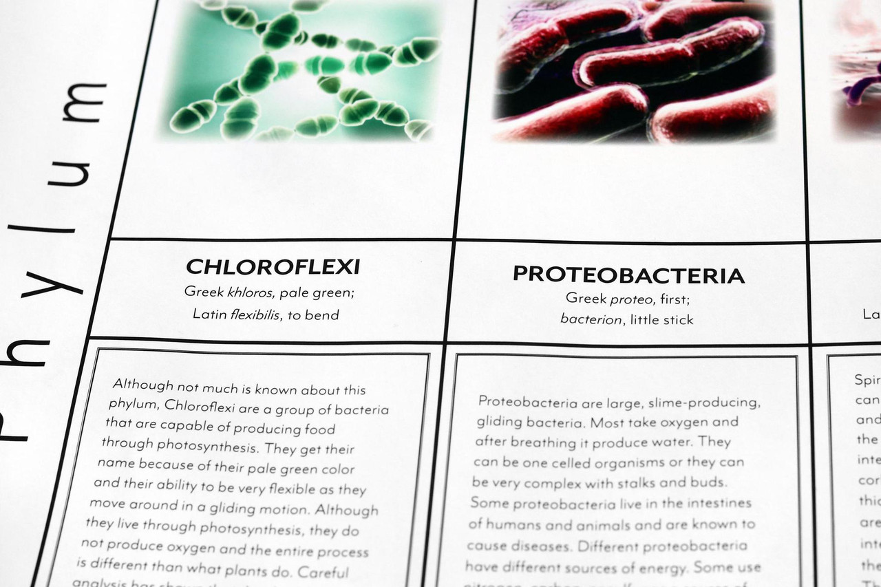 eubacteria kingdom examples