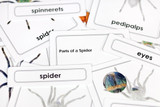 Parts of a Spider 3 Part Cards - ETC Montessori Online