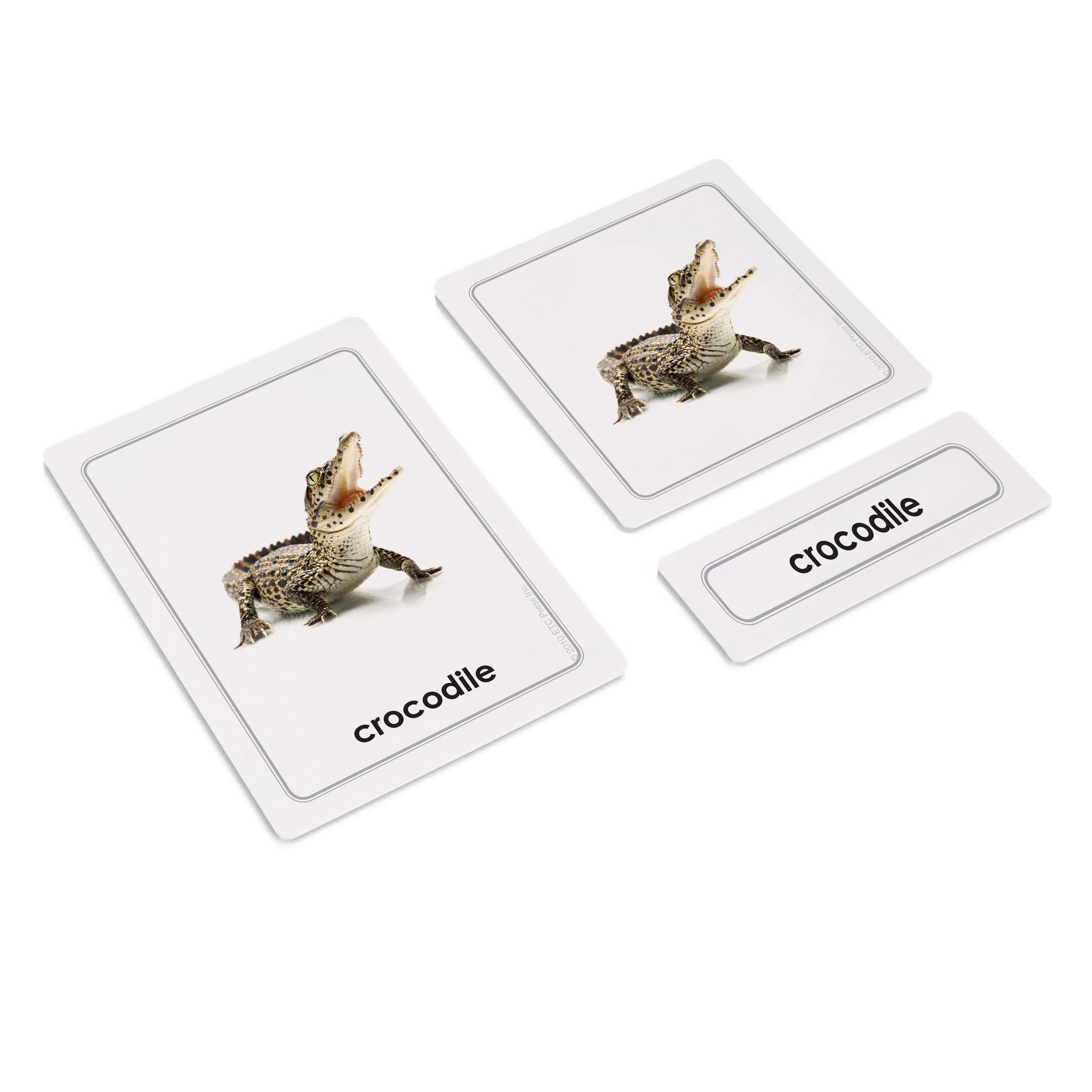 Amphibians 3 Part Cards - ETC Montessori Online