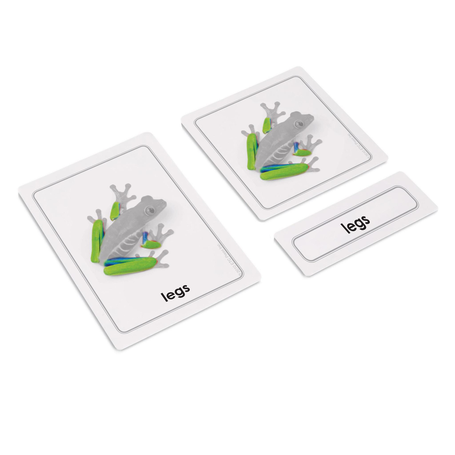 Parts of a Spider 3 Part Cards - ETC Montessori Online