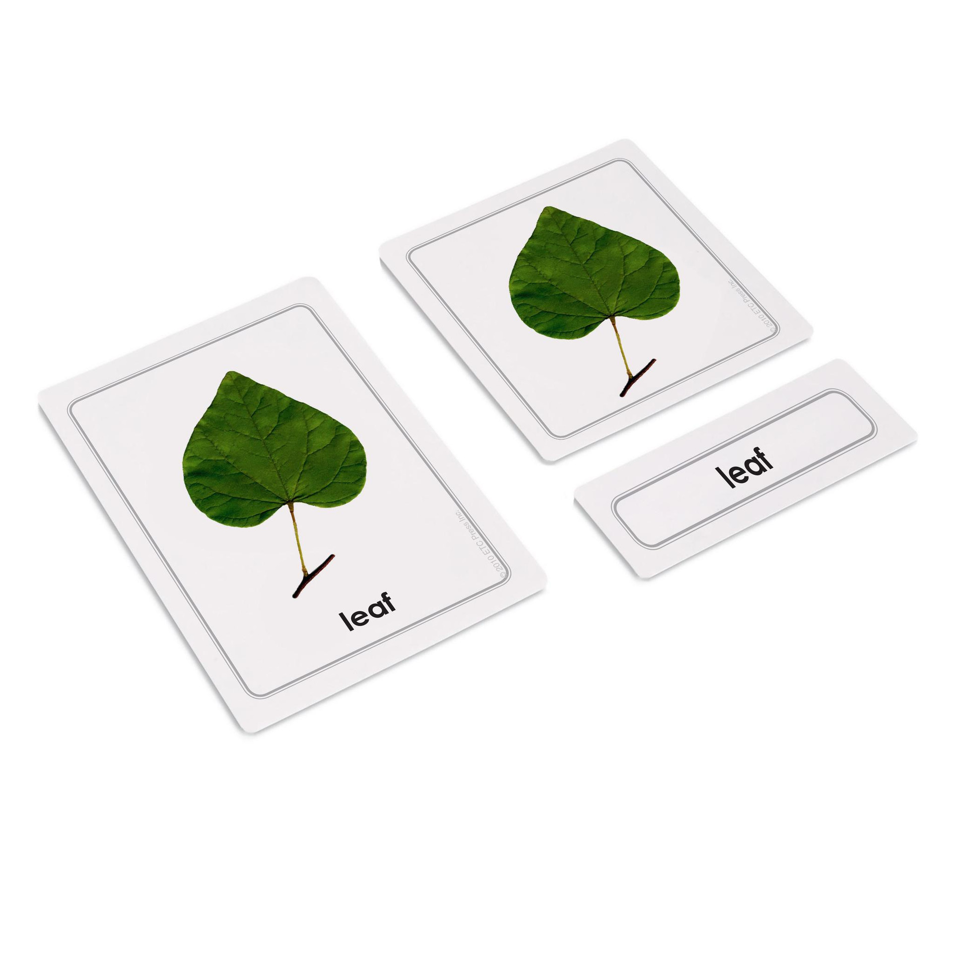Parts of a Spider 3 Part Cards - ETC Montessori Online