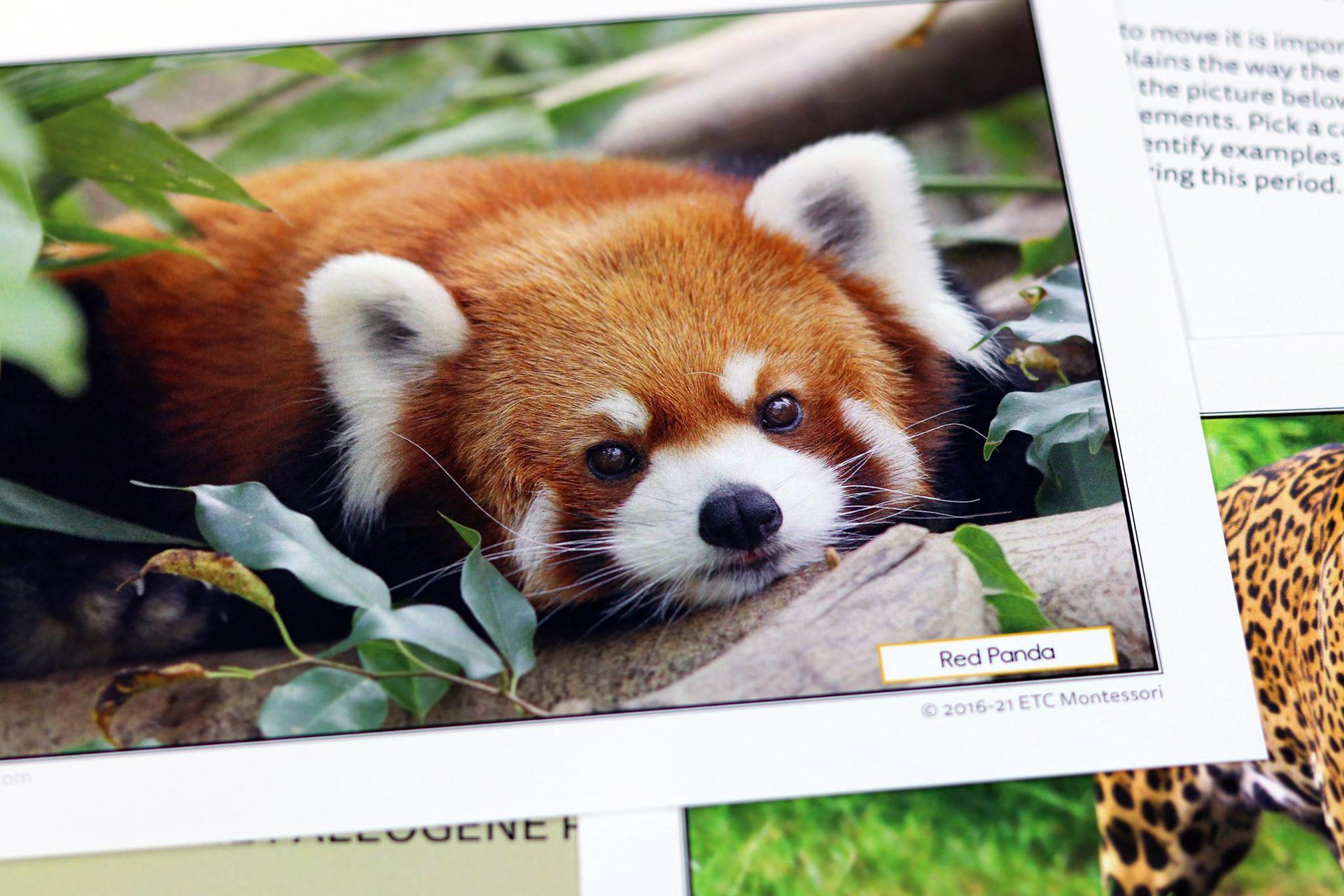 Timeline of Life Research Cards | ETC Montessori