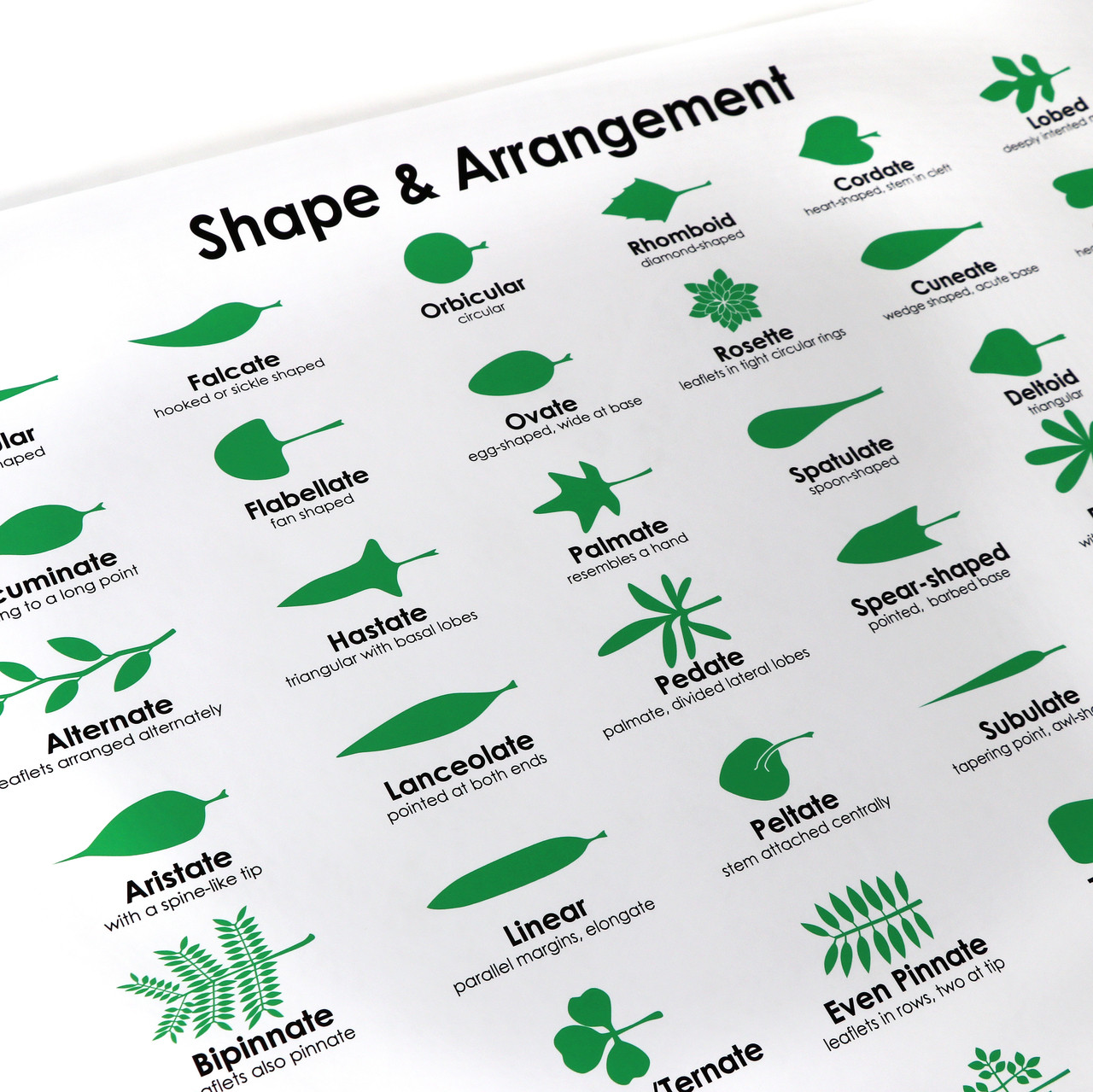Leaf Shape Study Chart | ETC Montessori