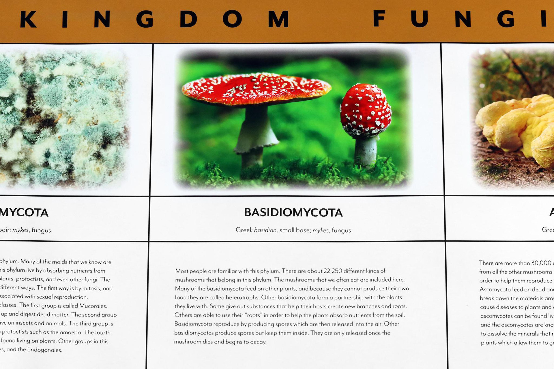 Fungi Kingdom Chart | ETC Montessori