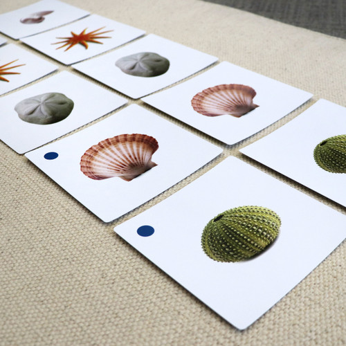 Shell Matching Cards | Toddler | ETC Montessori