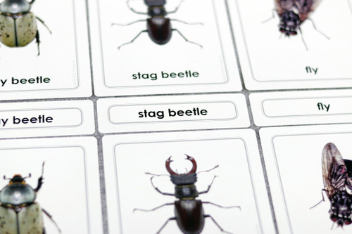 Insects 3 Part Cards - ETC Montessori Online