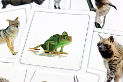 African Animals 3 Part Cards - ETC Montessori Online