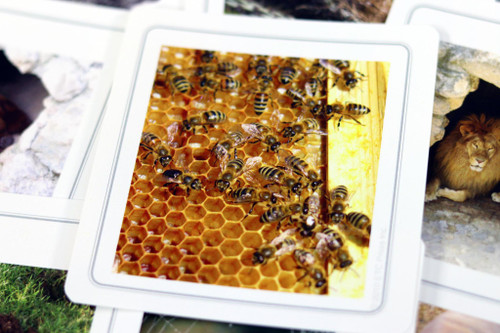 Animal Homes 3 Part Cards - ETC Montessori Online