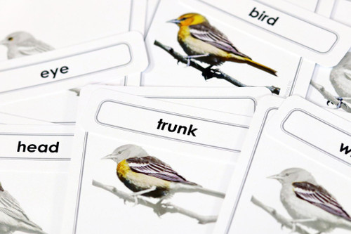 Parts of a Bird 3 Part Cards - ETC Montessori Online