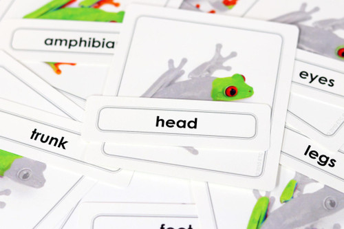 Parts of a Frog 3 Part Cards - ETC Montessori Online