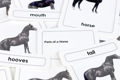 Parts of a Horse 3 Part Cards - ETC Montessori Online