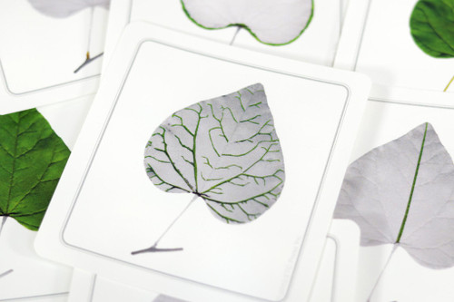 Parts of a Leaf 3 Part Cards - ETC Montessori Online