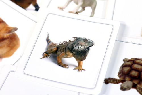 Pets 3 Part Cards - ETC Montessori Online