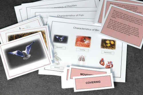 Main Characteristics of Vertebrates