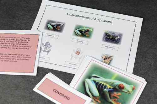 Main Characteristics of Vertebrates