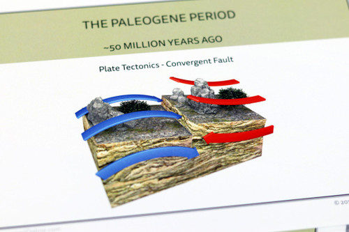 Timeline of Life Research Cards - Homeschool Edition | ETC Montessori