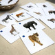 Wild Animals and Their Young Matching Cards | Toddler | ETC Montessori