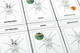 Parts of a Spider 3 Part Cards - ETC Montessori Online