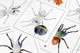Parts of a Spider 3 Part Cards - ETC Montessori Online