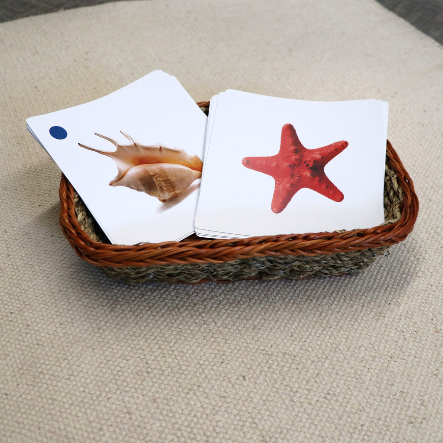 Shell Matching Cards | Toddler | ETC Montessori
