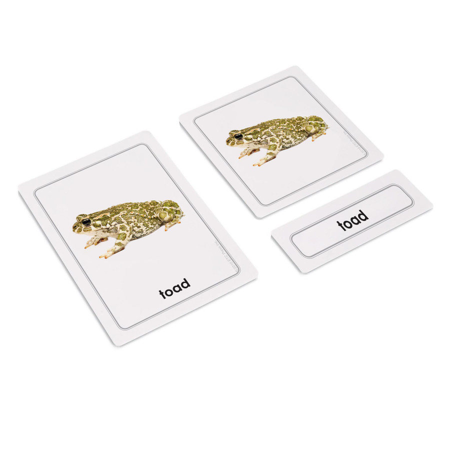 Amphibians 3 Part Cards - ETC Montessori Online