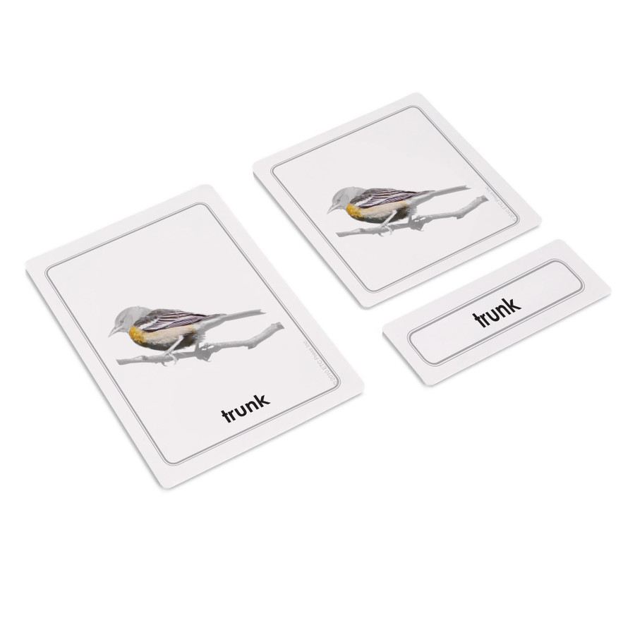 Parts of a Bird 3 Part Cards - ETC Montessori Online