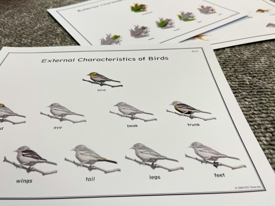 External Characteristics of Vertebrates | ETC Montessori