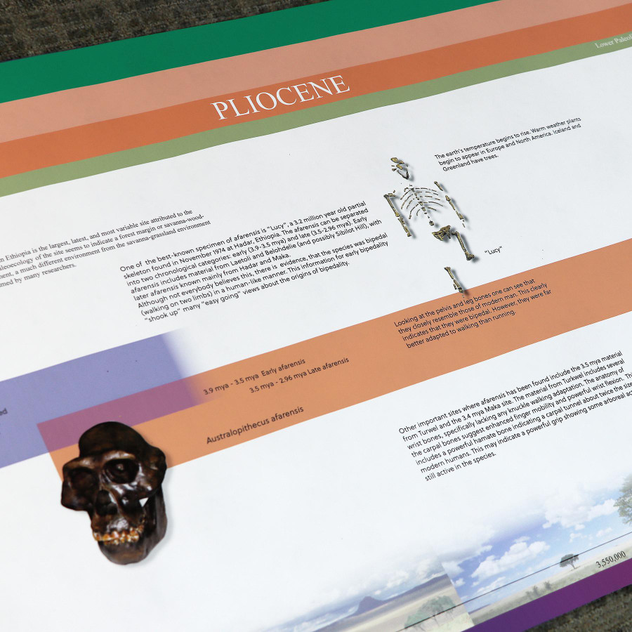 Timeline of Early Humans - Display Model | ETC Montessori