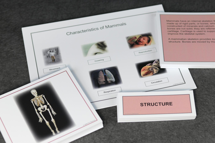 Main Characteristics of Vertebrates