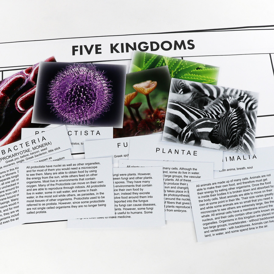 The Five Kingdom Chart | ETC Montessori