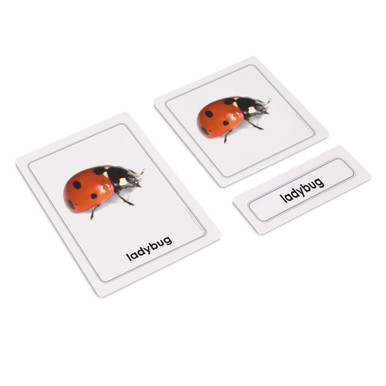 Insects 3 Part Cards - ETC Montessori Online