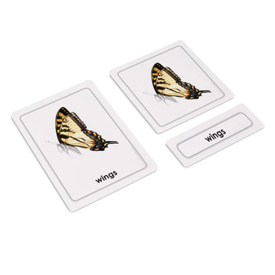 Parts of a Butterfly 3 Part Cards - ETC Montessori Online