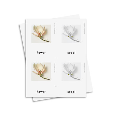 Parts of a Flower 3 Part Cards -Digital Printable | ETC Montessori