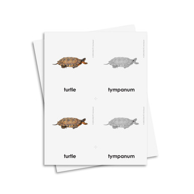 Parts of a Turtle 3 Part Cards -Digital Printable | ETC Montessori