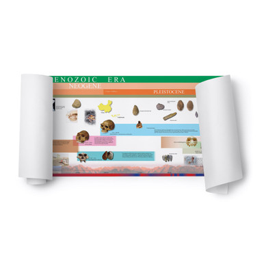 Timeline of Early Humans - Display Model | ETC Montessori