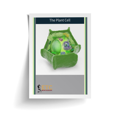 Plant Cell Nomenclature | ETC Montessori