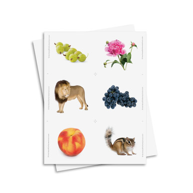 Plants and Animals Sorting - Homeschool Edition - ETC Montessori Online