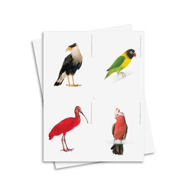 Five Classes of Vertebrates sorting Cards - Homeschool Edition - ETC ...