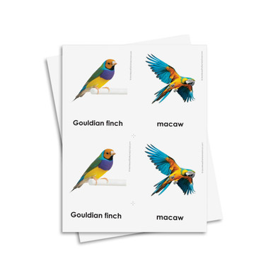 Birds 3 Part Cards - Homeschool Edition - ETC Montessori Online