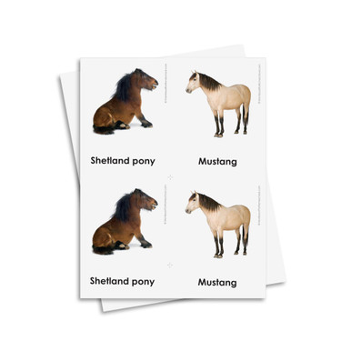 Horses 3 Part Cards - Homeschool Edition - ETC Montessori Online