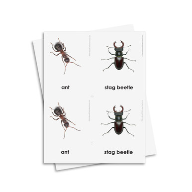 Insects 3 Part Cards - Homeschool Edition - ETC Montessori Online