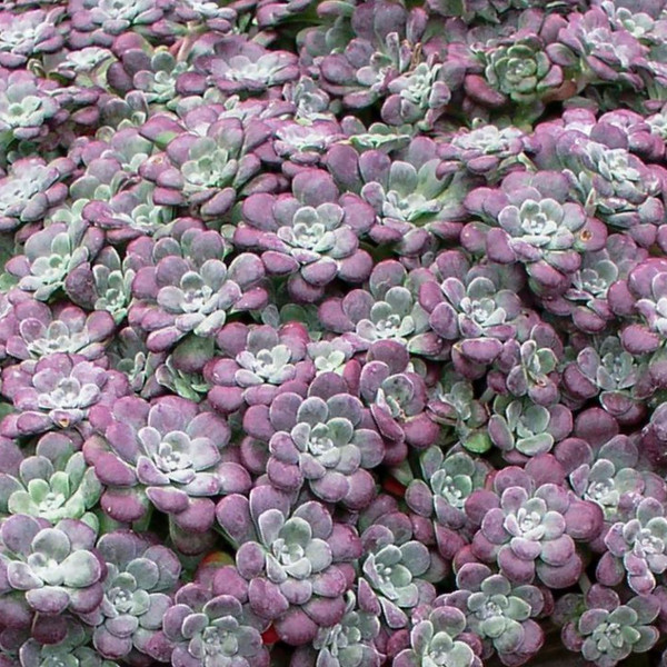 Sedum Purple Blob 140mm Cape View Nursery