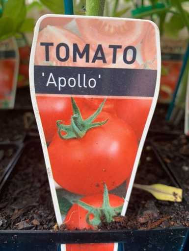 Tomato Apollo 4Pk 4Cell Stnd - Cape View Nursery