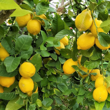 Citrus X Limon 'Lisbon' Lemon 140mm - Cape View Nursery