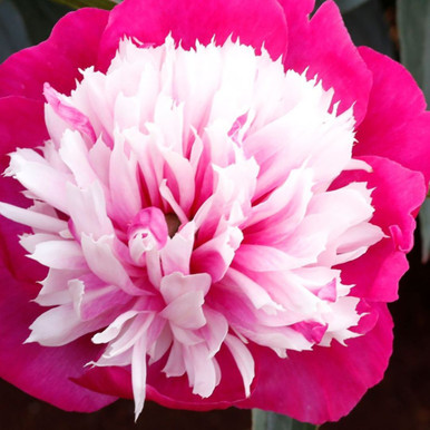 Peony Herbaceous 'Spangle' 10in 250mm - Cape View Nursery