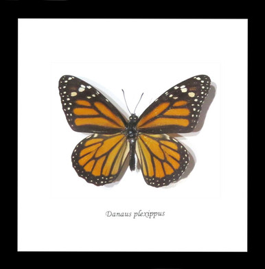 Danaus plexippus Monarch Butterfly - Cape View Nursery