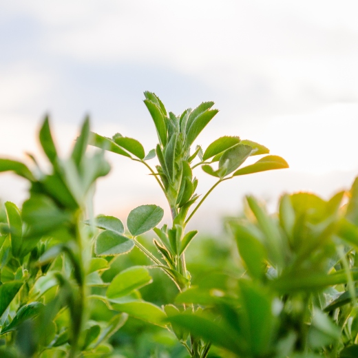 5 Amazing Benefits of Alfalfa Grass - pHresh Products