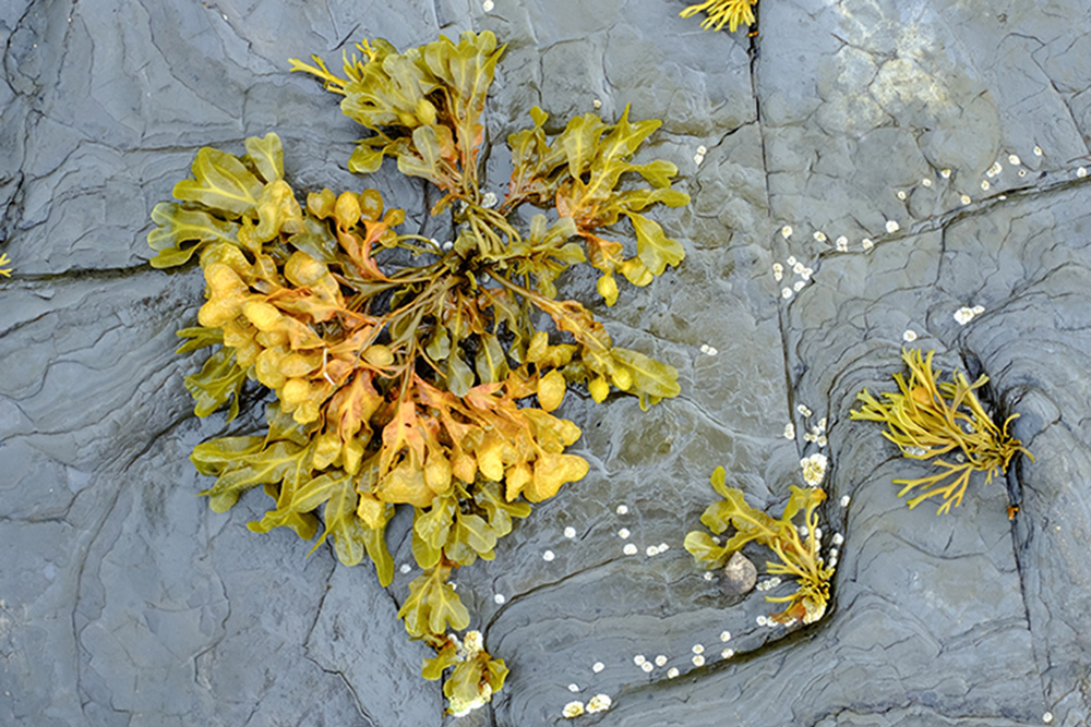 Bladderwrack: The Ocean’s Gift to Wellness - MEADOW HERBAL TEA HOUSE