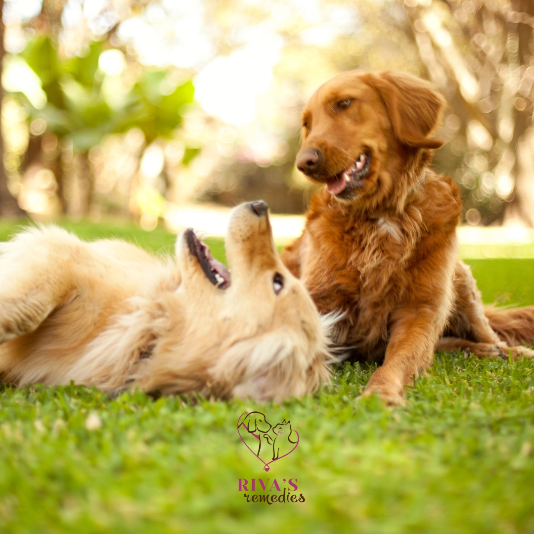 The Importance of the Canine Microbiome - Riva's Remedies