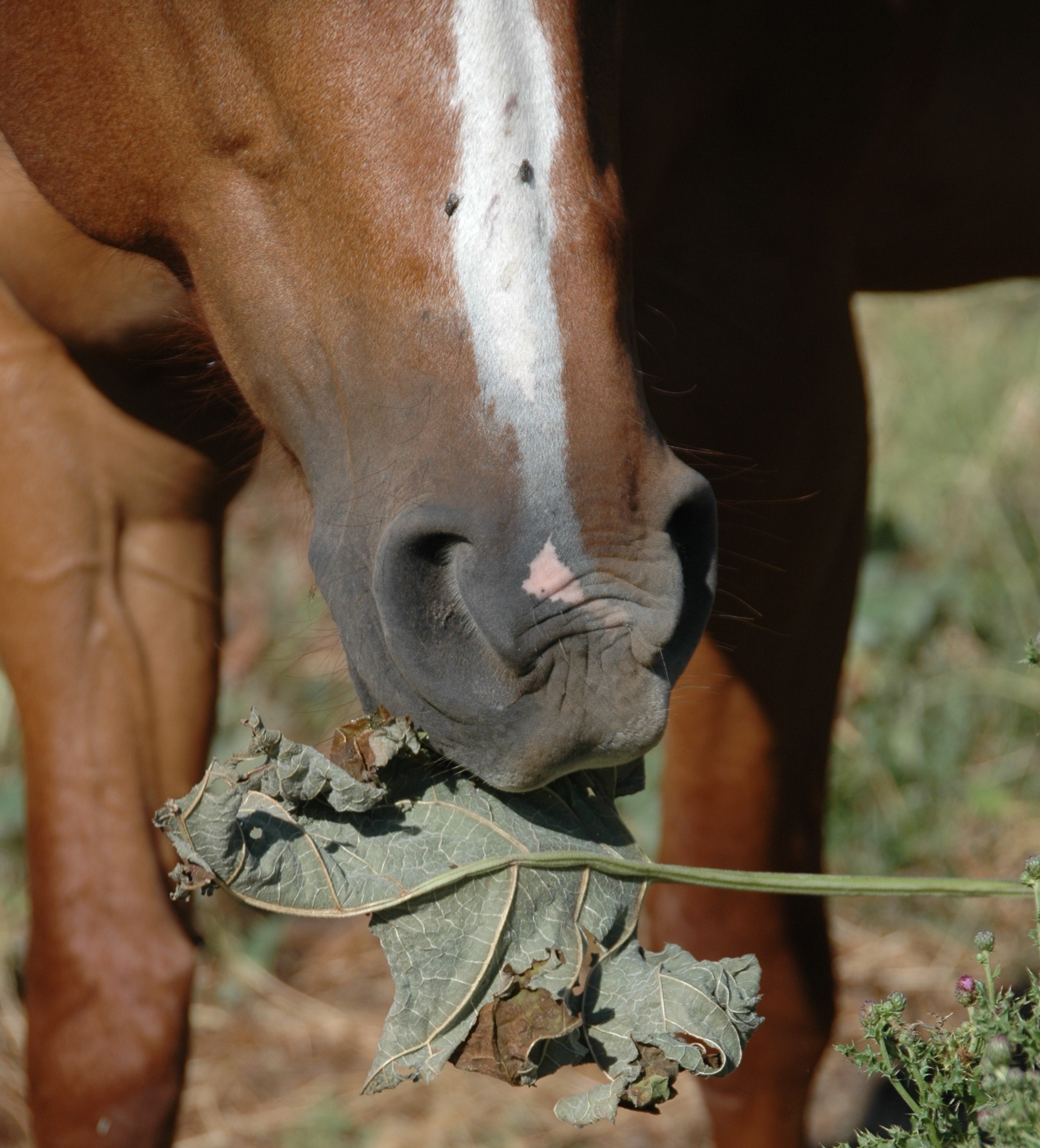 Happy Horse Herbal Blend - Riva's Remedies